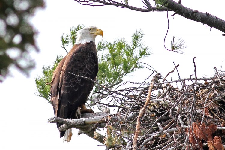 Bird Lore: Early bird nesters | News, Sports, Jobs - The Express